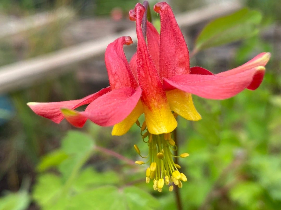 Western Columbine (aquilegia Formosa) ~ 250 Seeds *pacific Northwest ...