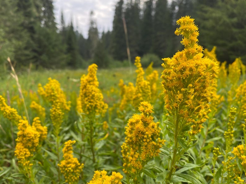 West Coast Goldenrod (solidago Elongata) ~ 250 Seeds *pacific Northwest ...