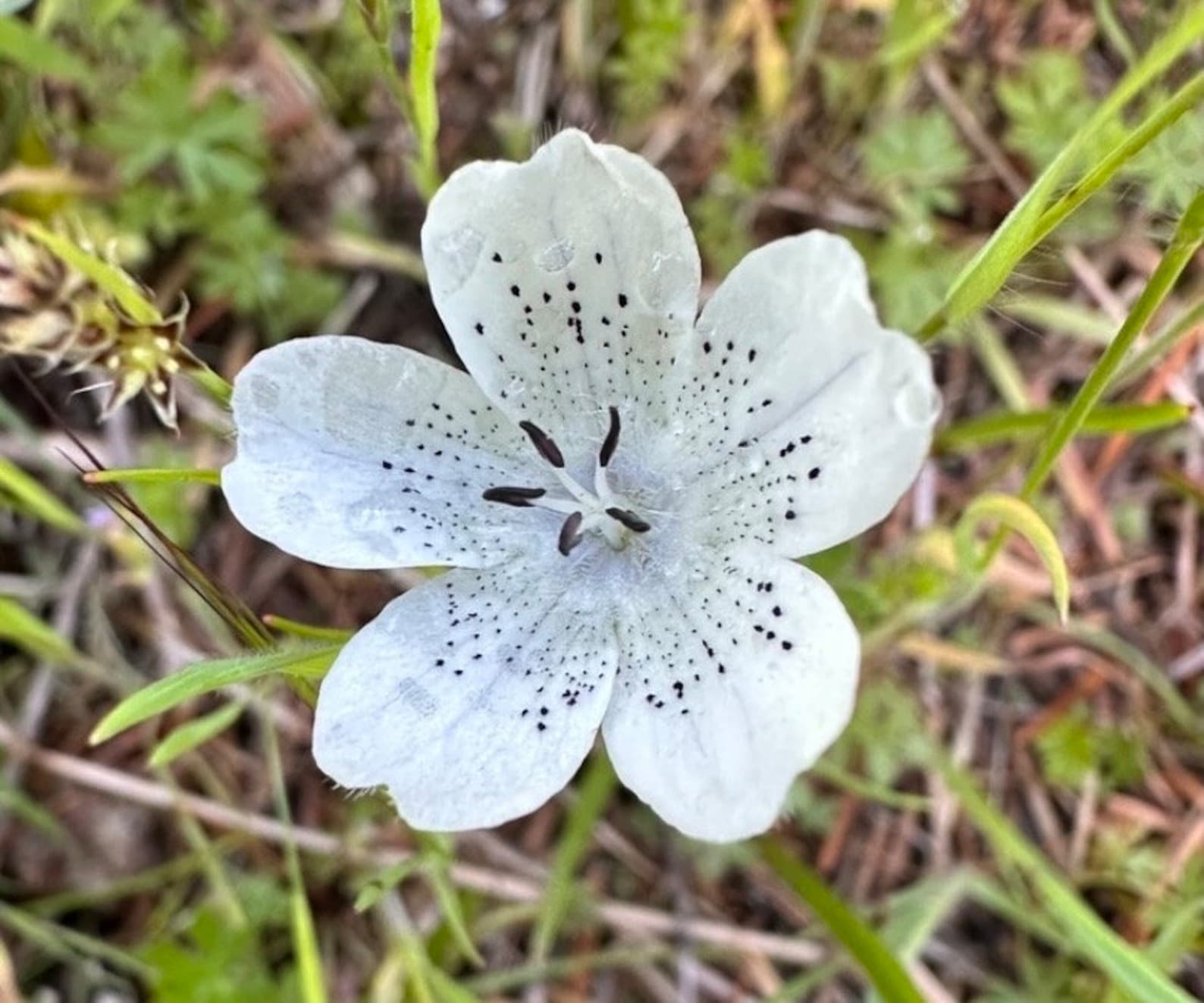 White Baby Blue Eyes nemophila Menziesii Var. Atomaria 100 Seeds ...