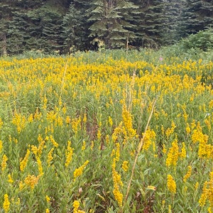 West Coast Goldenrod (solidago Elongata) ~ 250 Seeds *pacific Northwest ...