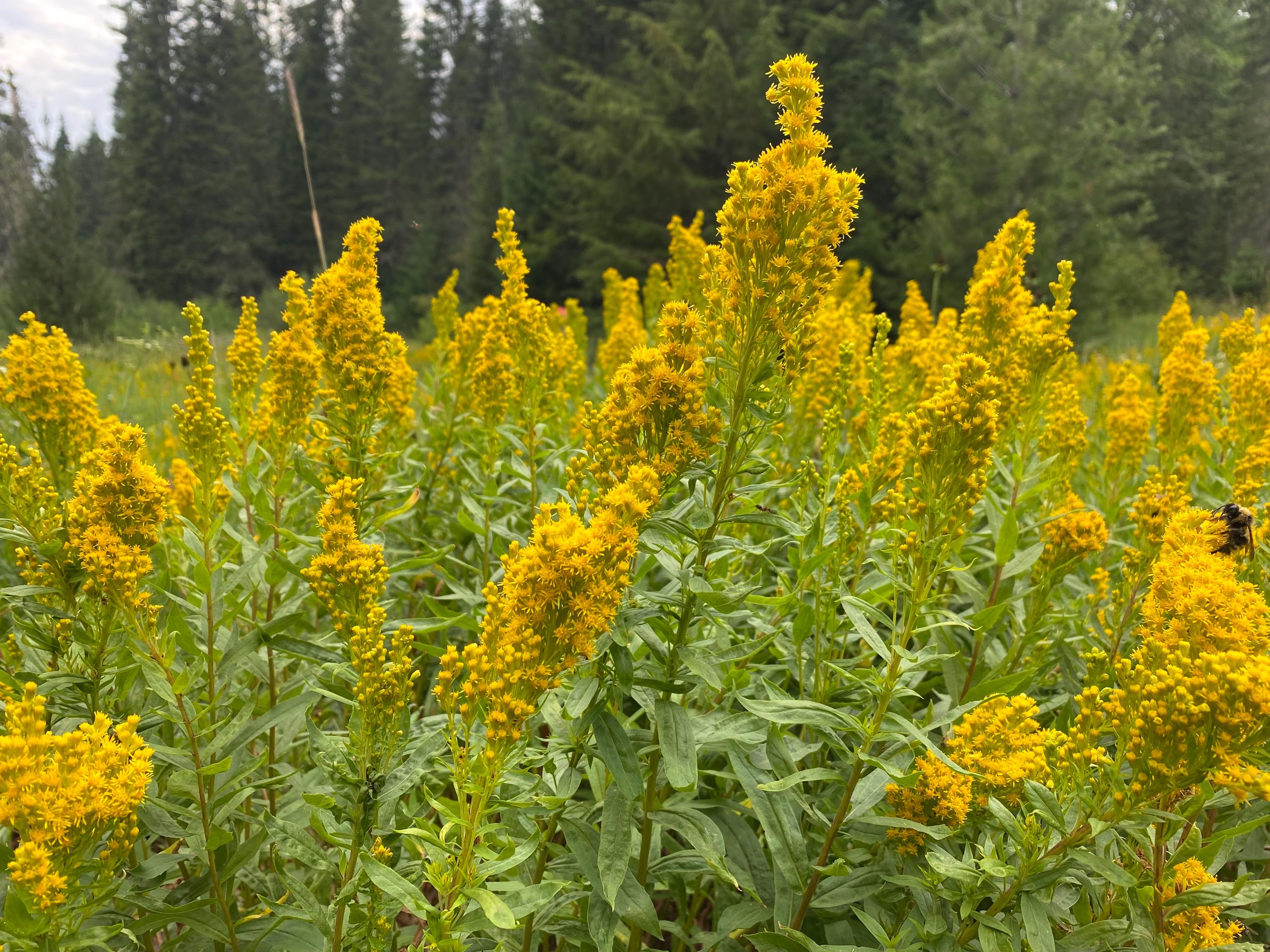 West Coast Goldenrod (solidago Elongata) ~ 250 Seeds *pacific Northwest ...