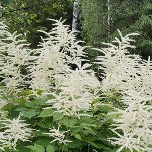 Goat’s Beard (aruncus Dioicus) ~ 500 Seeds *pacific Northwest ...