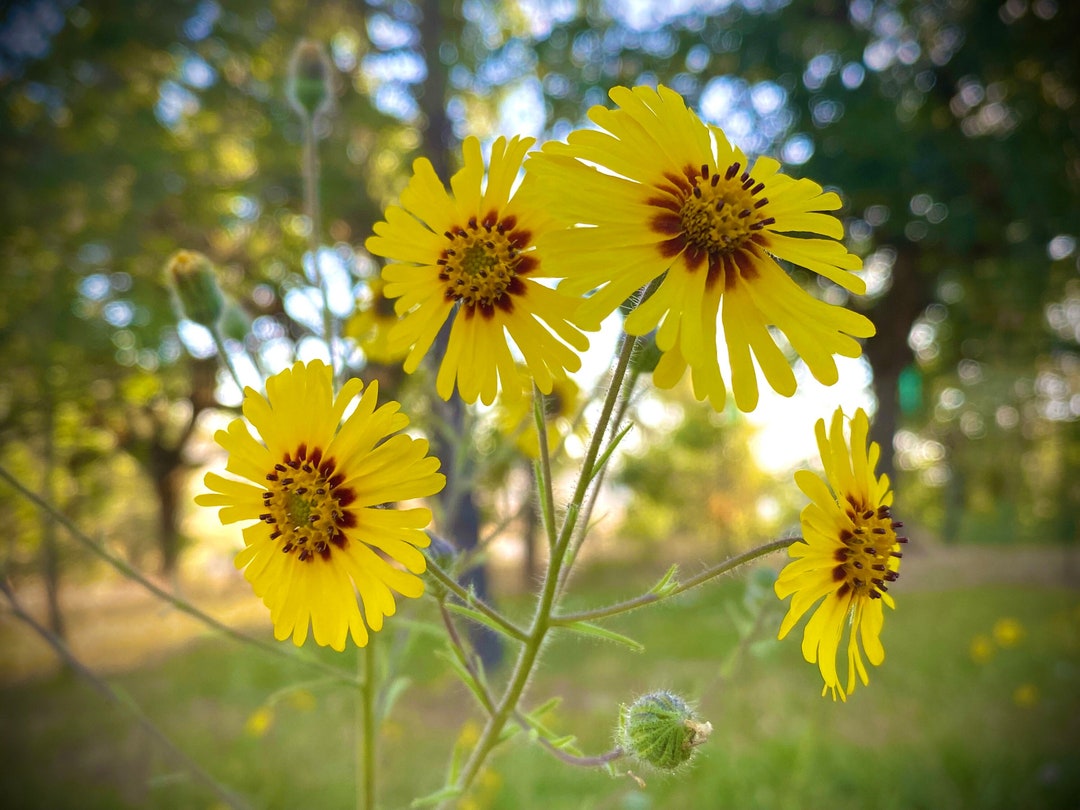 Elegant Tarweed (madia Elegans) ~ 250 Seeds *pacific Northwest ...