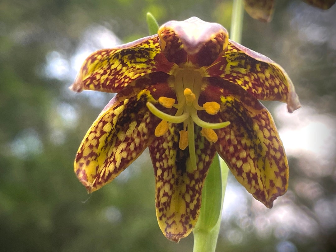 Checker/chocolate Lily (fritillaria Affinis) ~ 100 Seeds *pacific ...