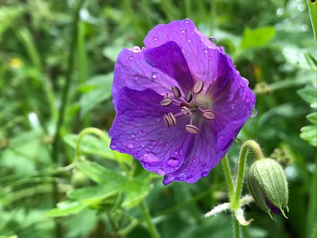 Western Geranium geranium Oreganum 50 Seeds pacific Northwest ...