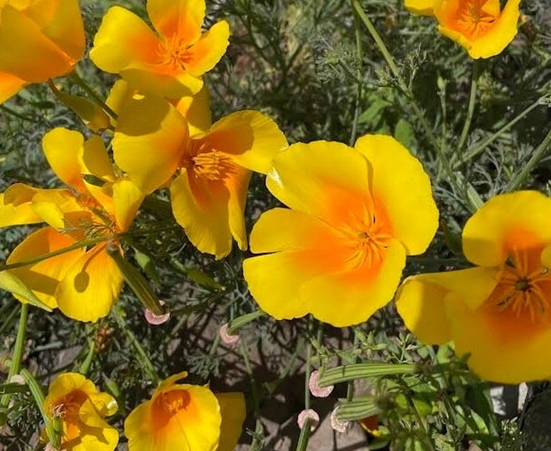 California Poppy (eschscholzia Californica) ~ 250 Seeds *pacific ...