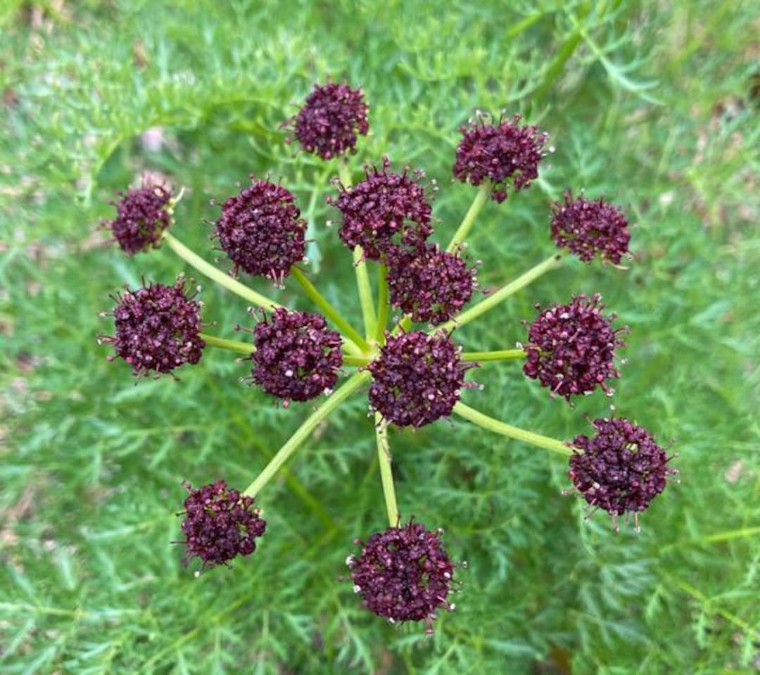 Fernleaf Biscuitroot (lomatium Dissectum) ~ 25 Seeds *pacific Northwest ...