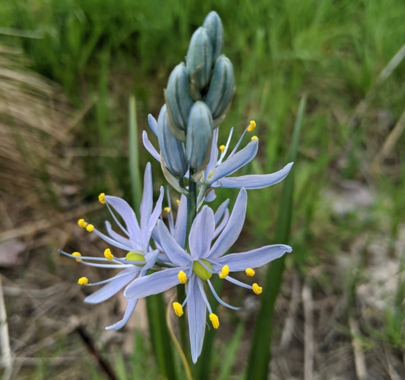 Small Camas camassia Quamash 100 Seeds pacific Northwest - Etsy