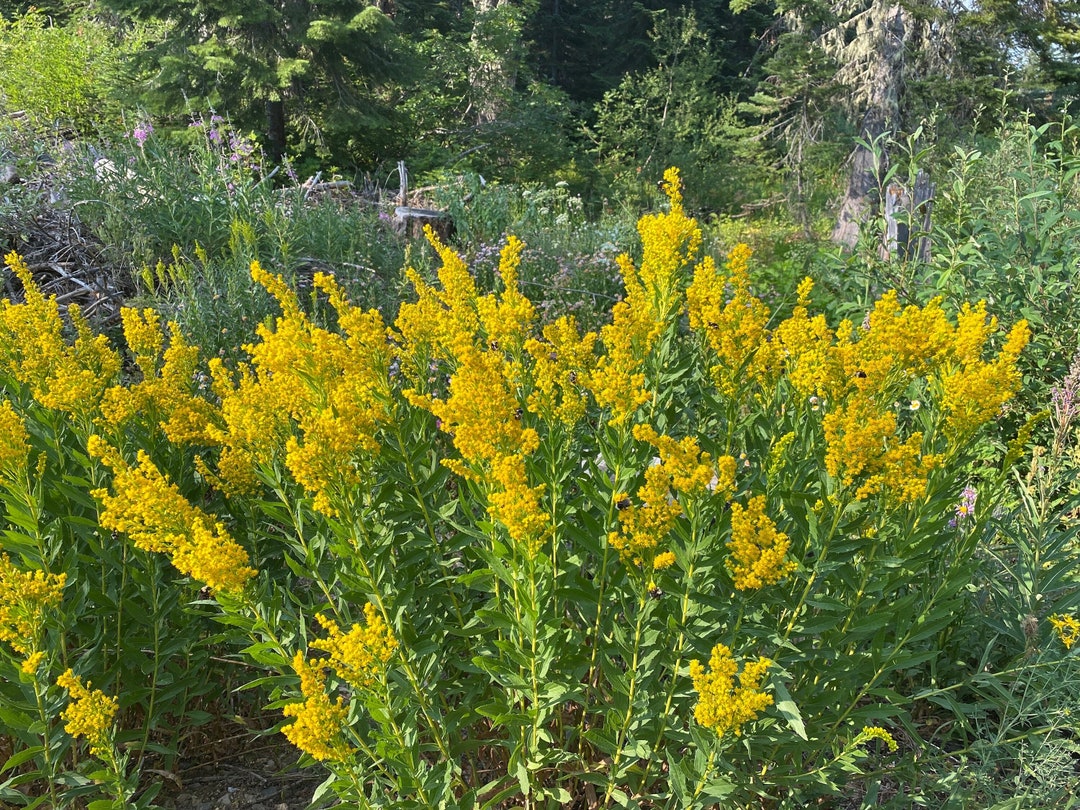 West Coast Goldenrod (solidago Elongata) ~ 250 Seeds *pacific Northwest ...
