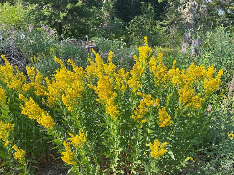 West Coast Goldenrod (solidago Elongata) ~ 250 Seeds *pacific Northwest ...