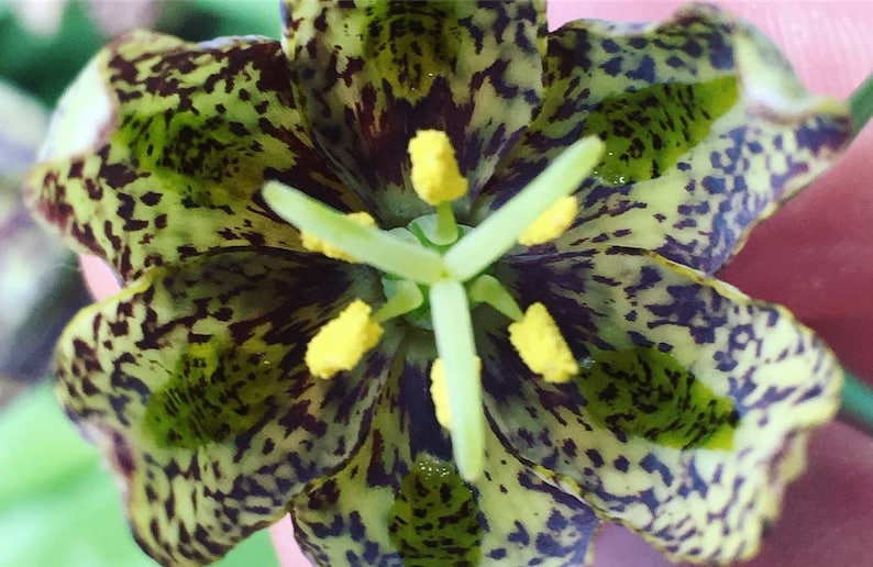 Checker/chocolate Lily (fritillaria Affinis) ~ 100 Seeds *pacific ...
