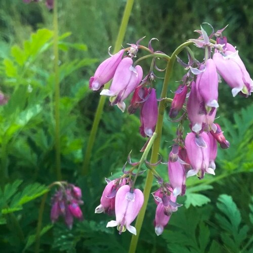 Pacific Bleeding Heart dicentra Formosa 50 Seeds pacific - Etsy
