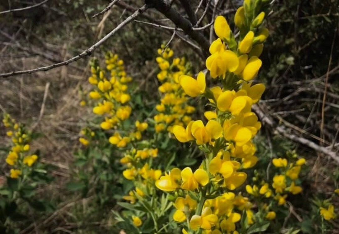 Slender Goldenbanner (thermopsis Gracilis) ~ 50 Seeds *pacific ...