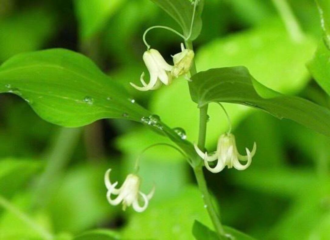 Twisted Stalk (streptopus Amplexifolius) ~ 250 Seeds *PNW Native ...