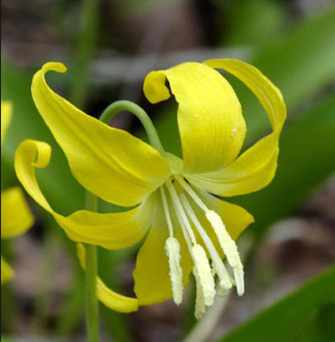 Glacier Lily (erythronium Grandiflorum) ~ 50 Seeds *pacific Northwest ...