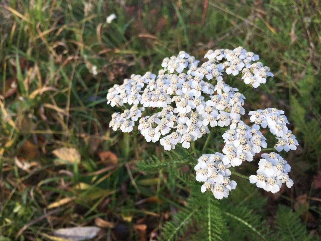 Yarrow (achillea Millefolium) ~ 5000 Seeds *pacific Northwest ...