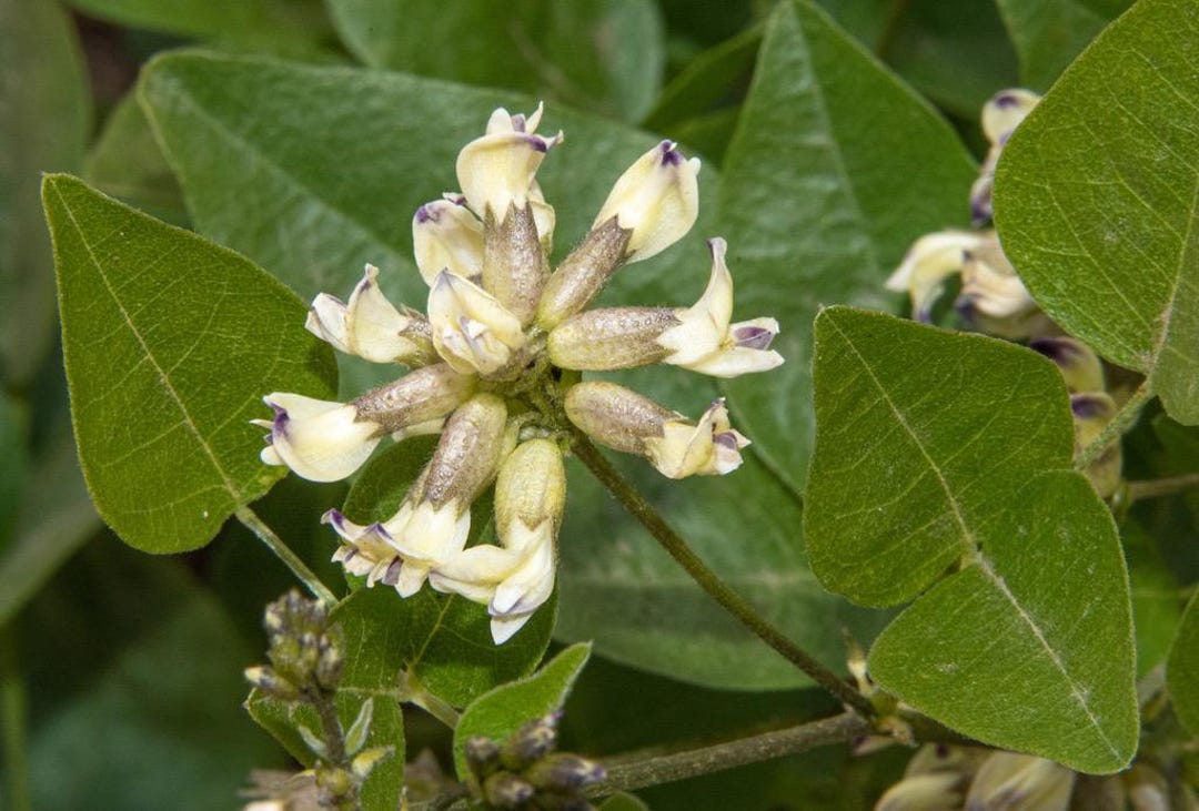 Forest Scurfpea (rupertia Physodes) ~ 50 Seeds *pacific Northwest ...