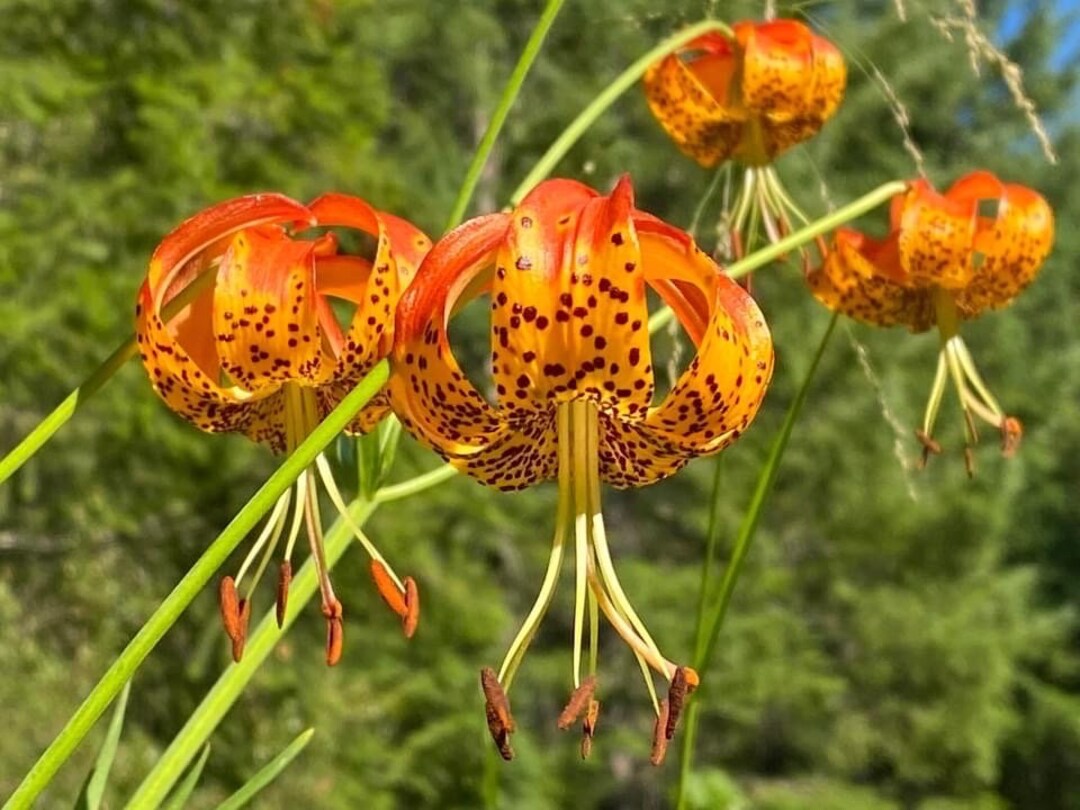 Leopard Lily lilium Pardalinum 50 Seeds pacific Northwest Wildflowers ...