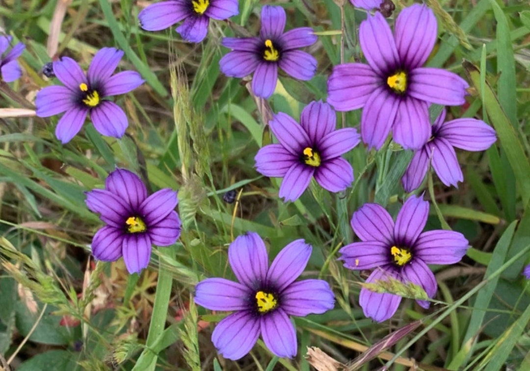 Blue Eyed Grass (sisyrinchium Bellum) ~ 250 Seeds *pacific Northwest ...