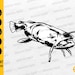 Flathead Catfish SVG | Flatheads SVG | Fish Decal Graphics Drawing ...
