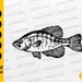 Crappie Fish SVG | Panfish Fishing SVG | Angling SVG | Fish Decals ...