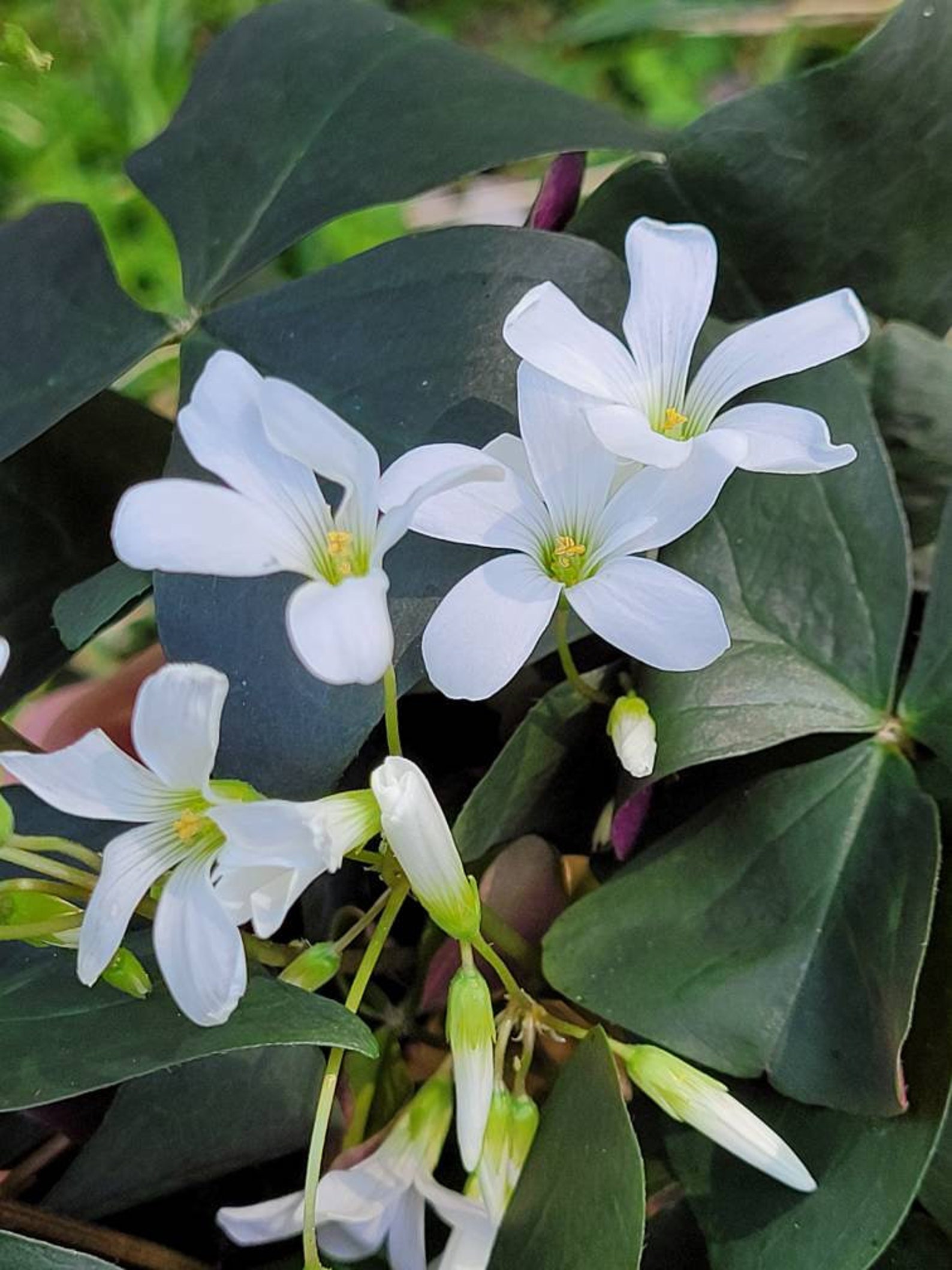 Oxalis Regnellii/Lucky Shamrock Plant blooms White Flowers | Etsy