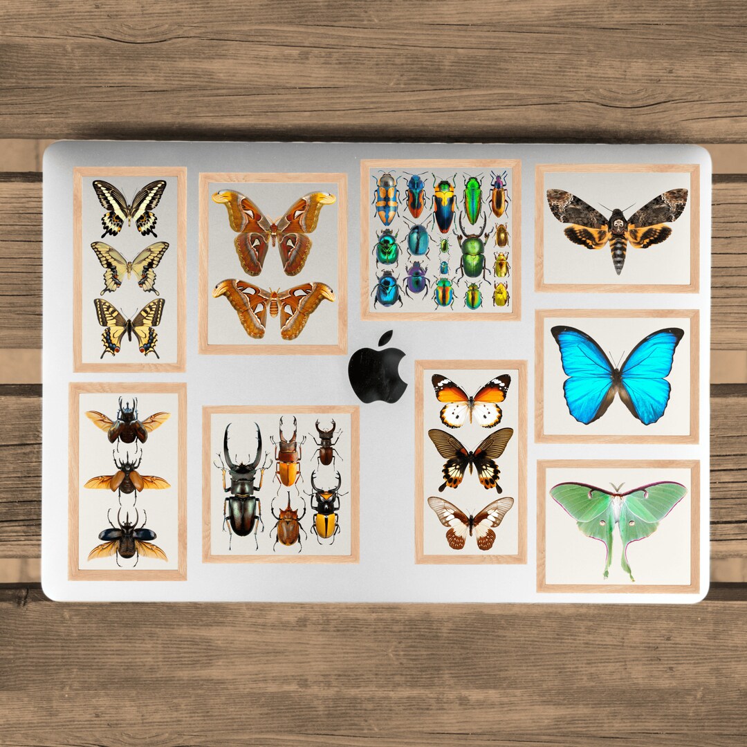Butterfly Sticker, Taxidermy Insect Sticker Floating Frame Bug Art ...