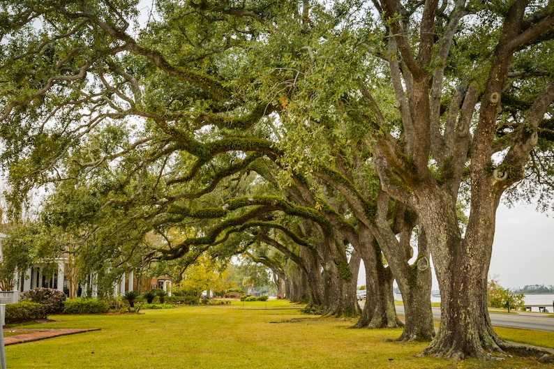 100 Year Old Oak Trees | Louisiana Style Oak Trees | Tree Lined Street ...