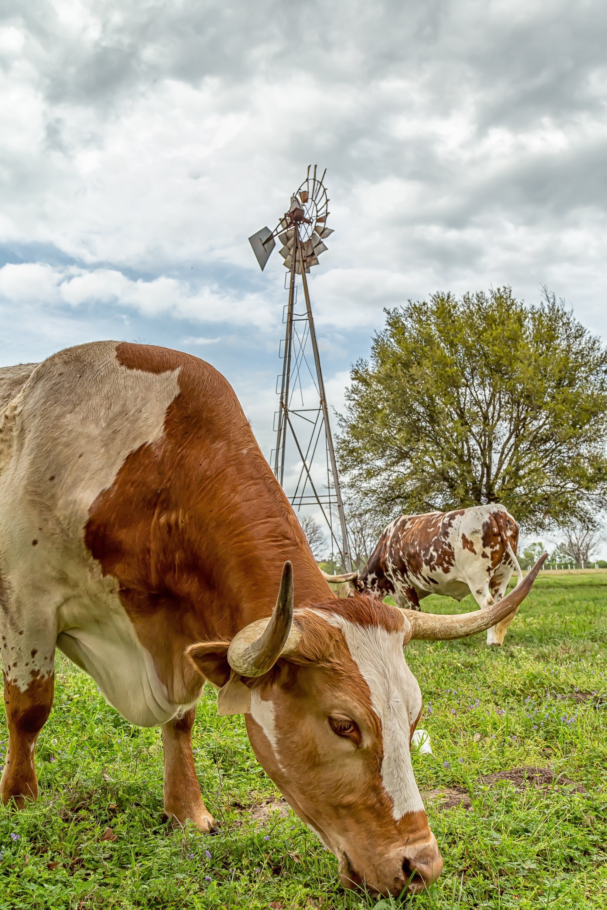 Longhorn Cows Grazing in Texas | Longhorn Cattle and Windmill | Texas ...