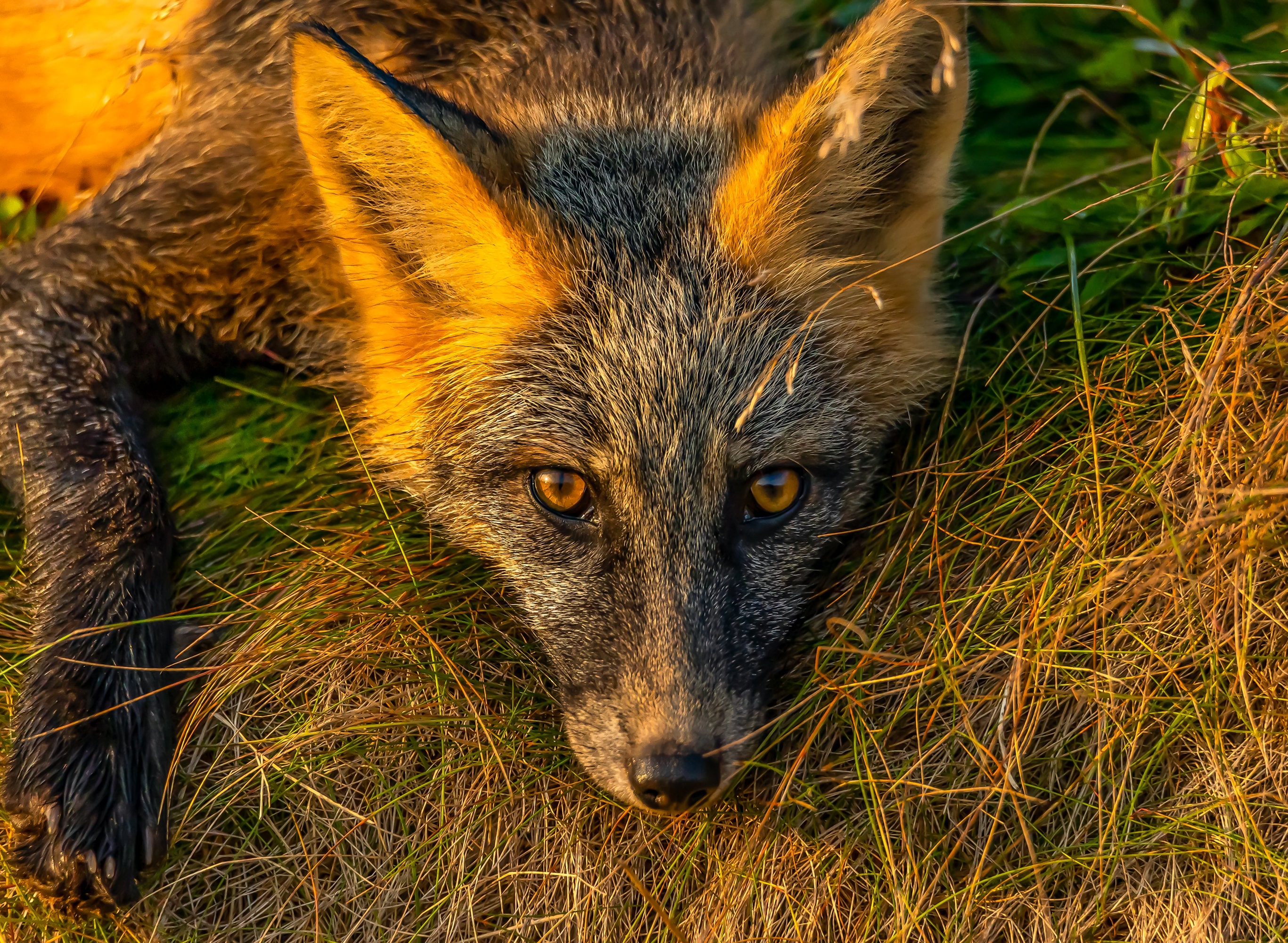 Fox in Newfoundland Canada | Black and Orange Fox | Animal Lover | Fox ...