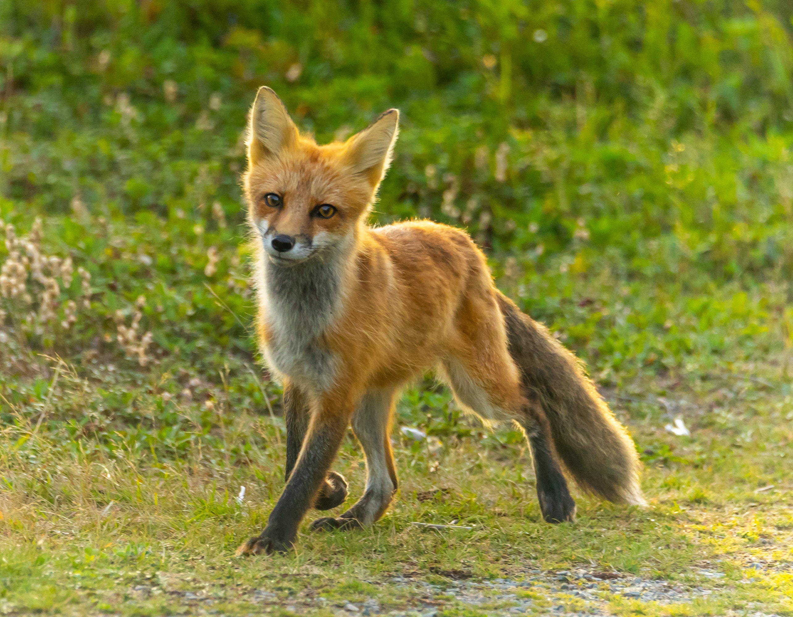 Fox in Newfoundland Canada | Animal Lover | Fox Photograph | Elliston ...
