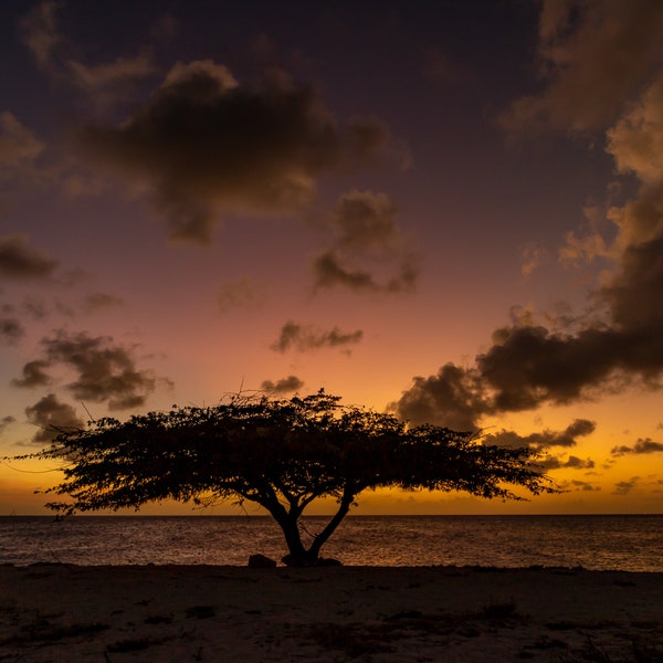 Divi Tree - Etsy