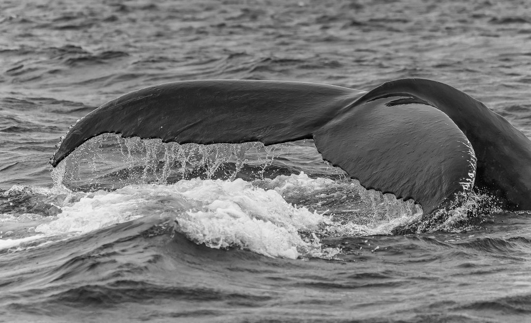 Newfoundland Whale Tail | Black and White Photo Whale Tail | Canada ...