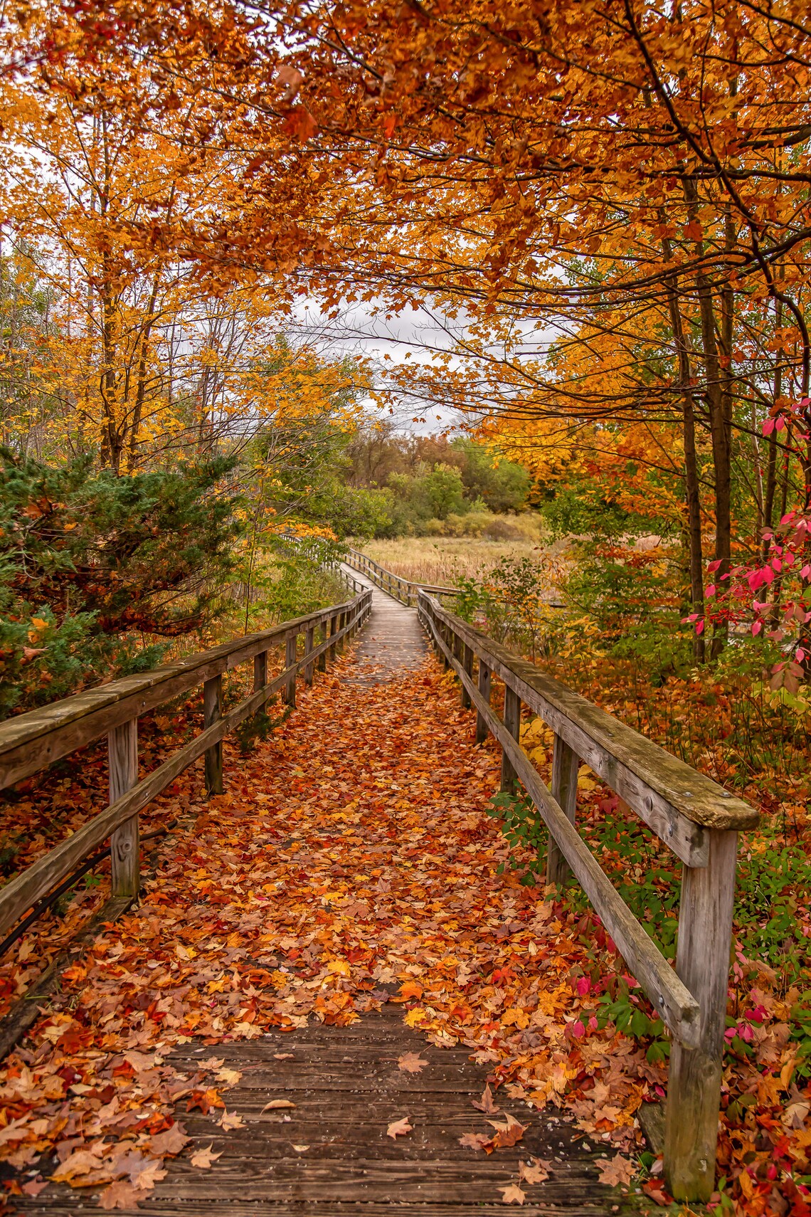 Michigan in the Fall | Fall Colours in Michigan |art Print | Fall ...