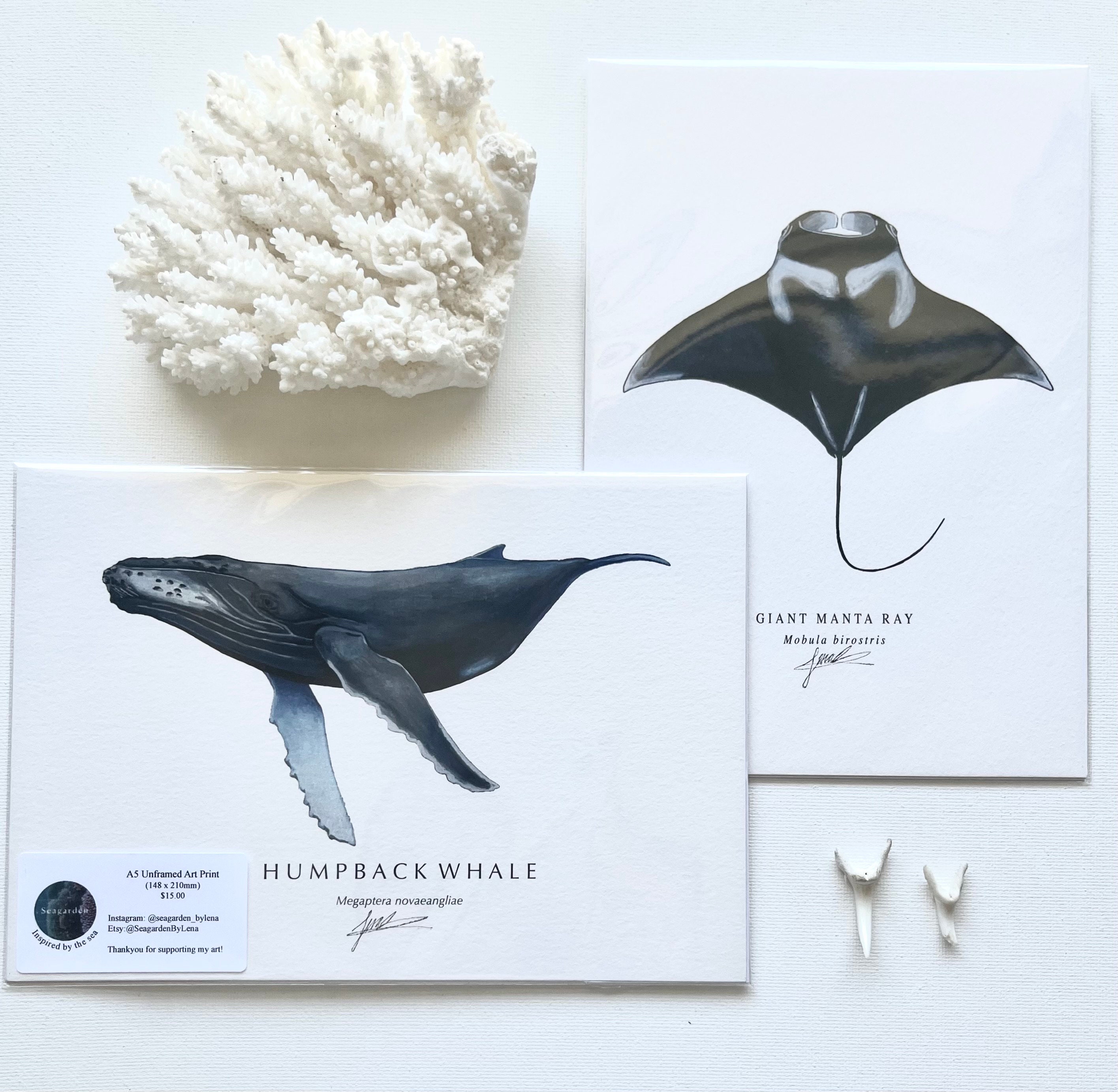 Manta Ray Art Print - Etsy