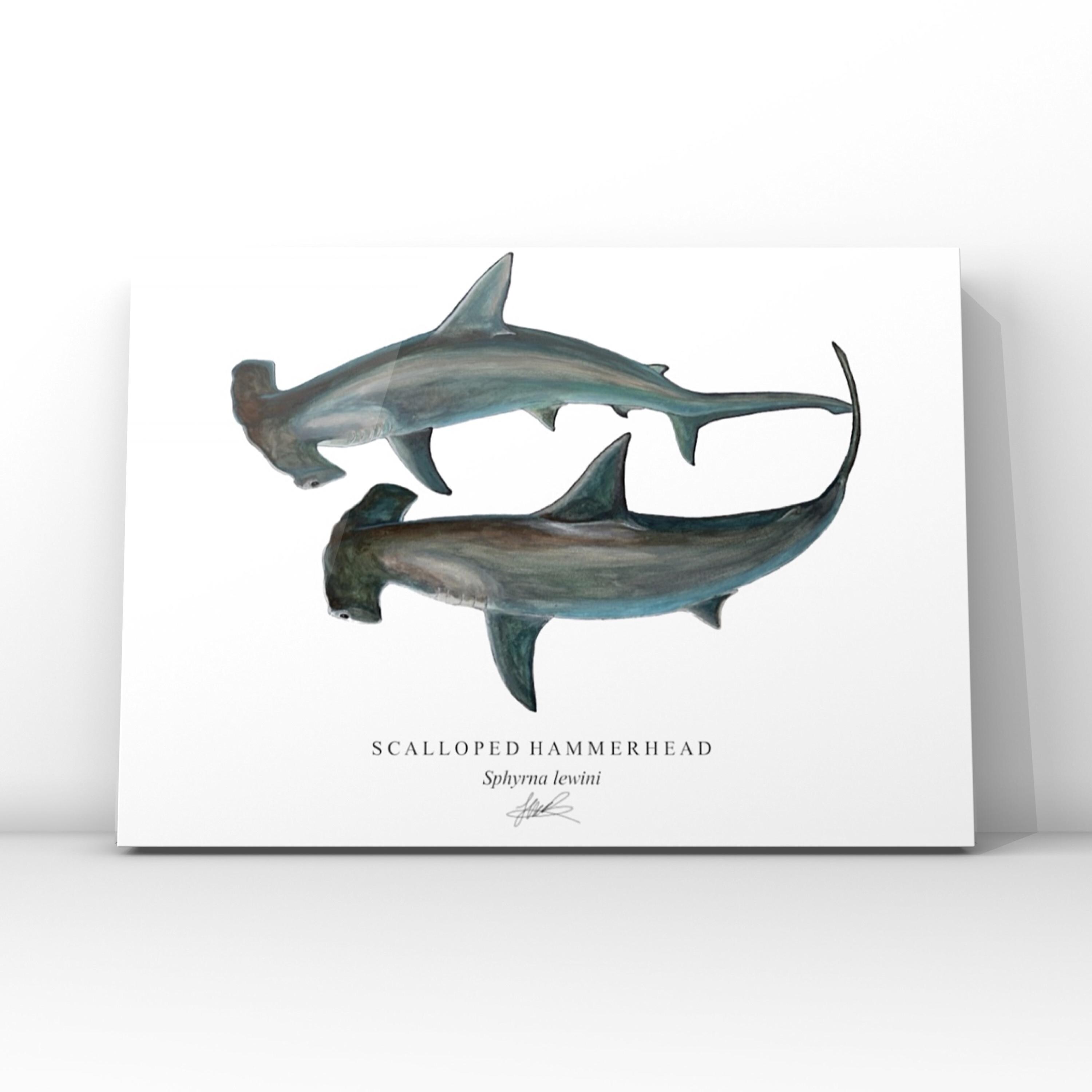 Scalloped Hammerhead Art Print - Etsy