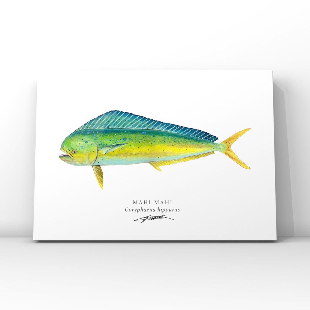 Mahi Mahi Art Print - Etsy