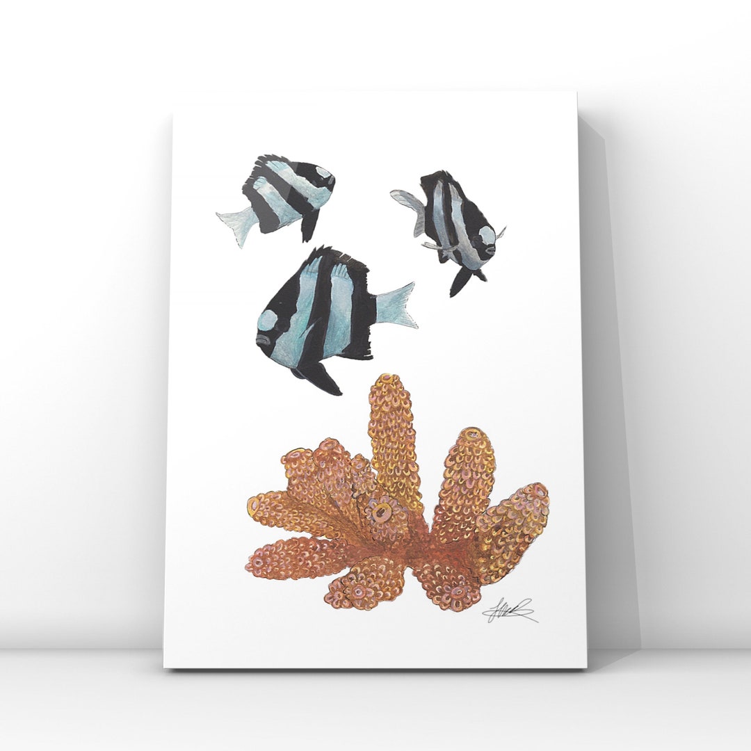 Banded Humbug and Acropora Art Print - Etsy