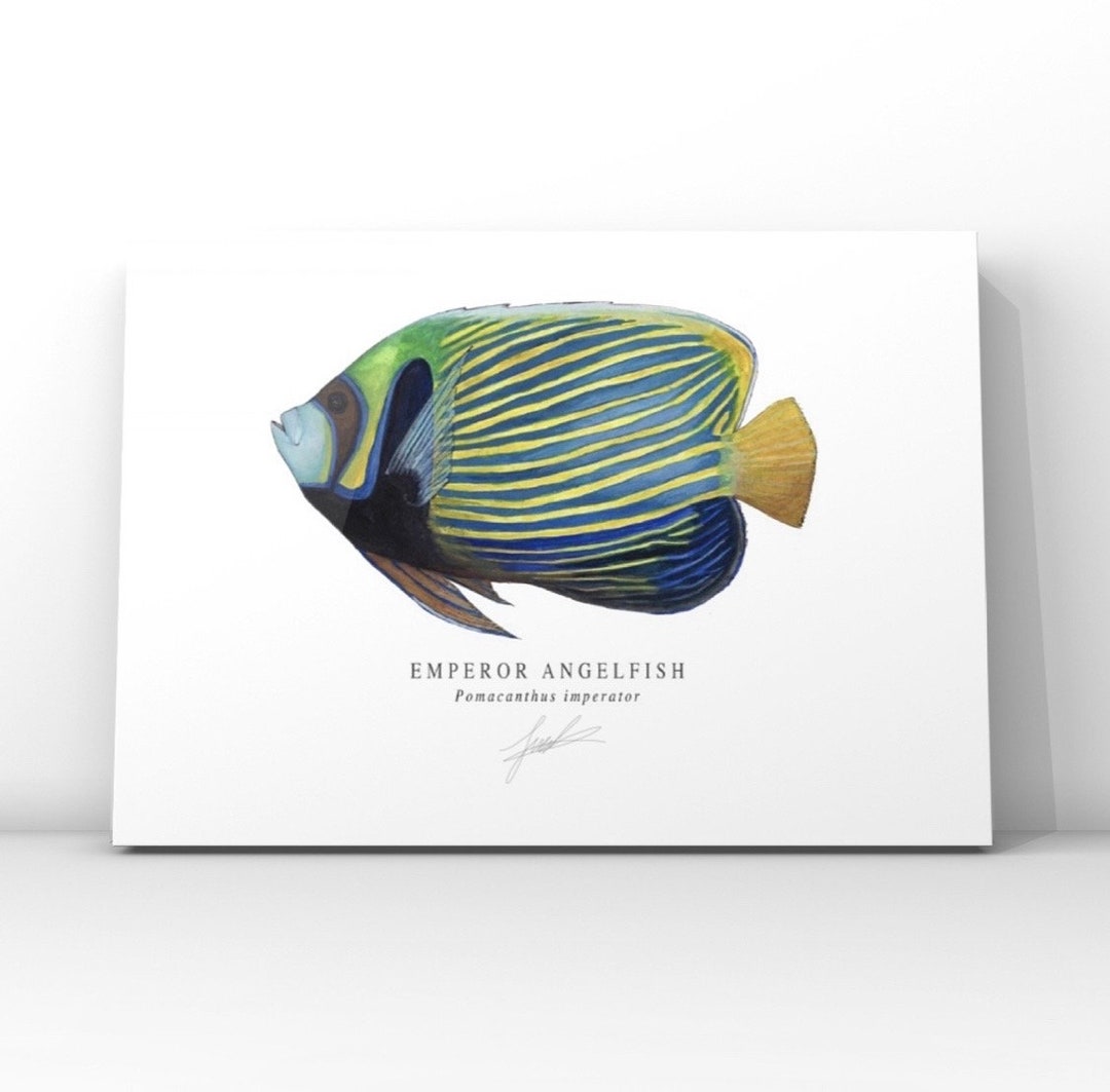 Emperor Angelfish Art Print - Etsy