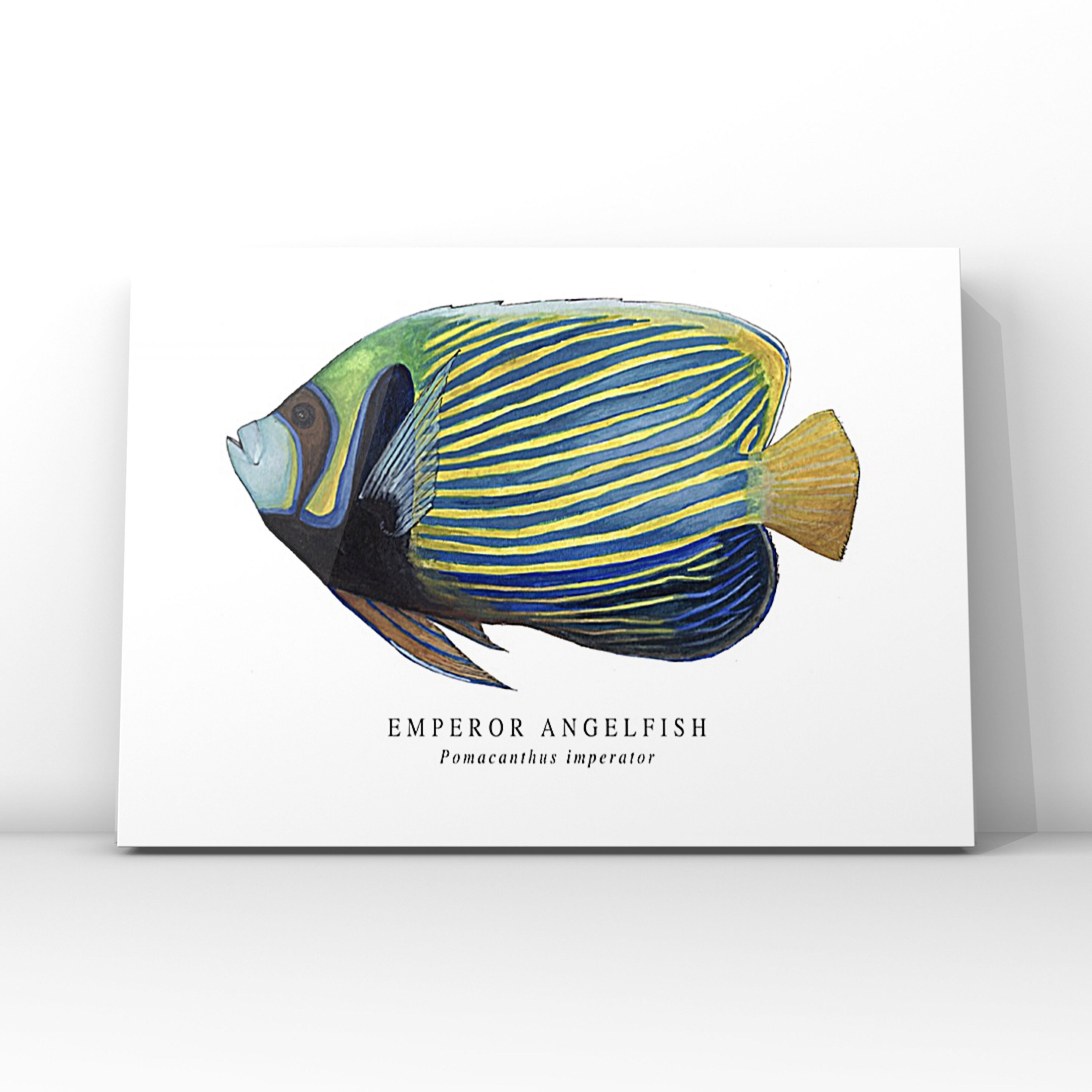 Emperor Angelfish Art Print - Etsy