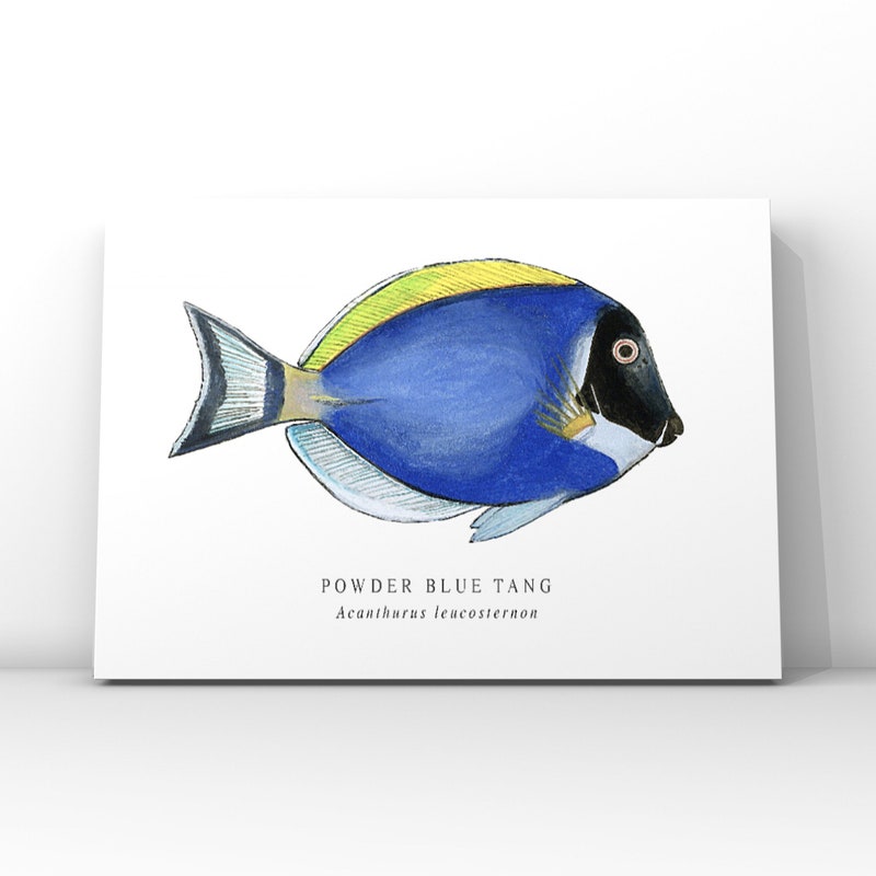 Powder Blue Tang - Etsy