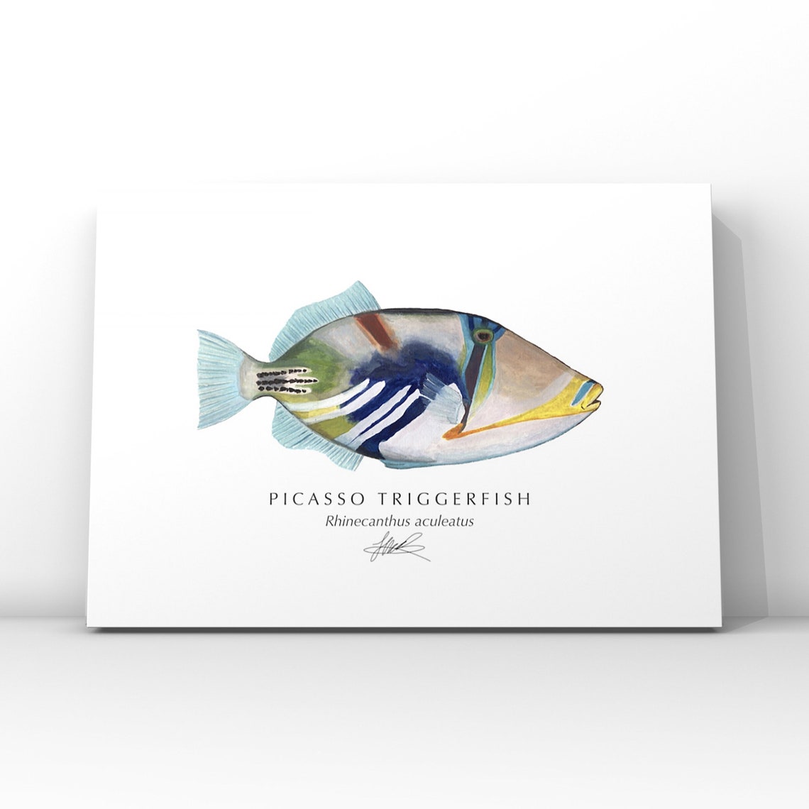 Picasso Triggerfish Art Print - Etsy