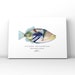 Picasso Triggerfish Art Print - Etsy