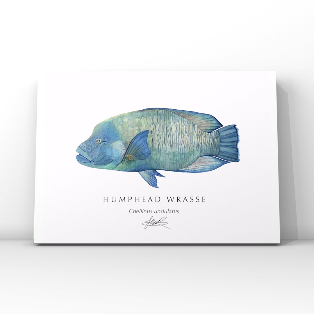 Humphead Wrasse Art Print - Etsy