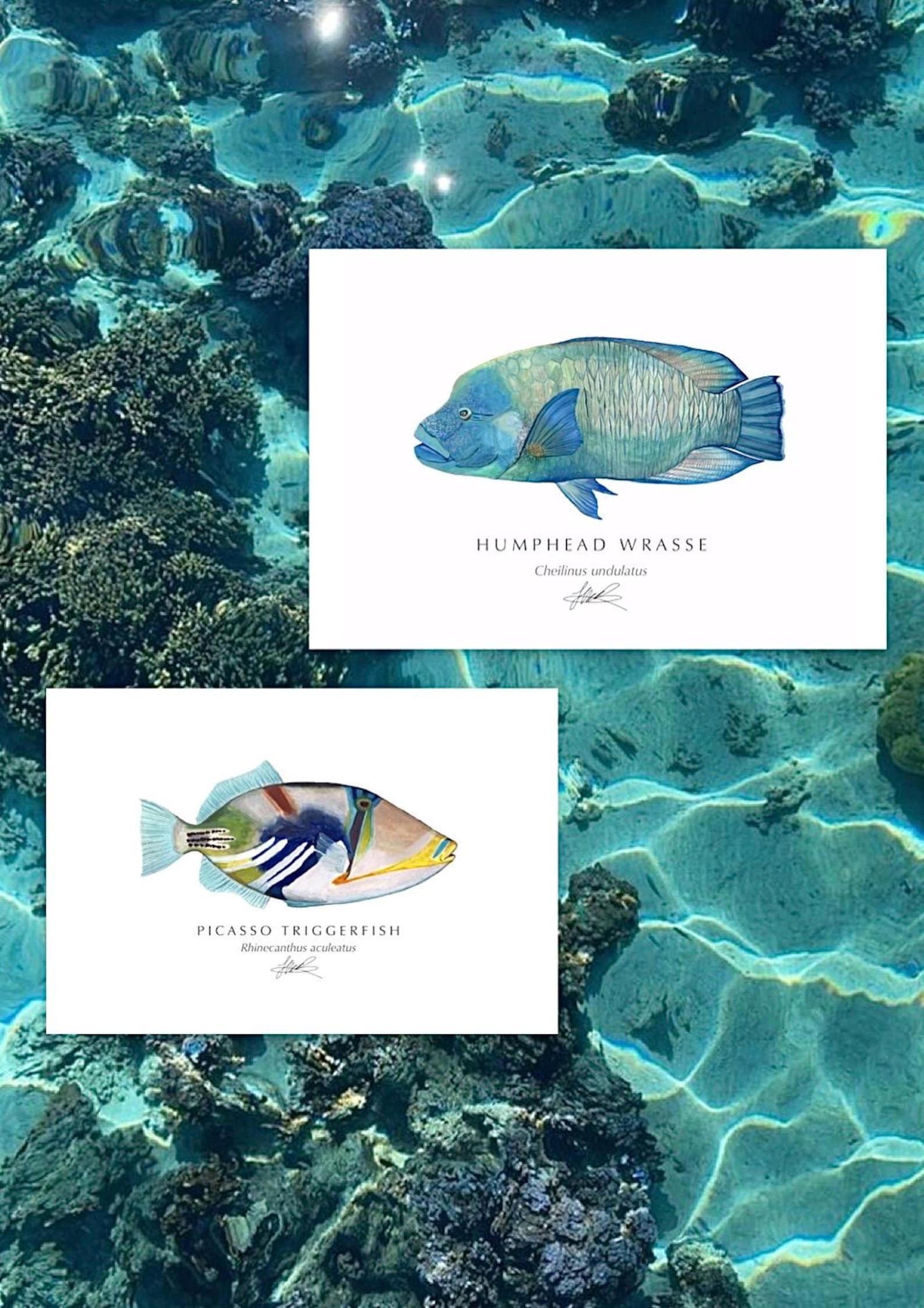 Picasso Triggerfish Art Print - Etsy