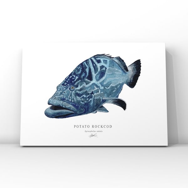 Murray Cod Art - Etsy Australia