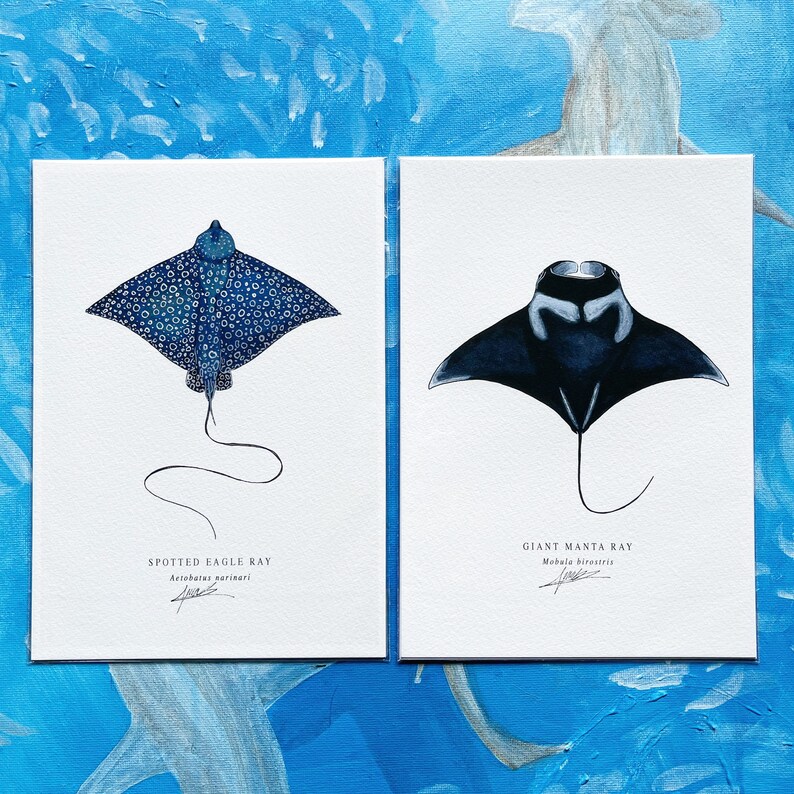 Manta Ray Art Print - Etsy Australia
