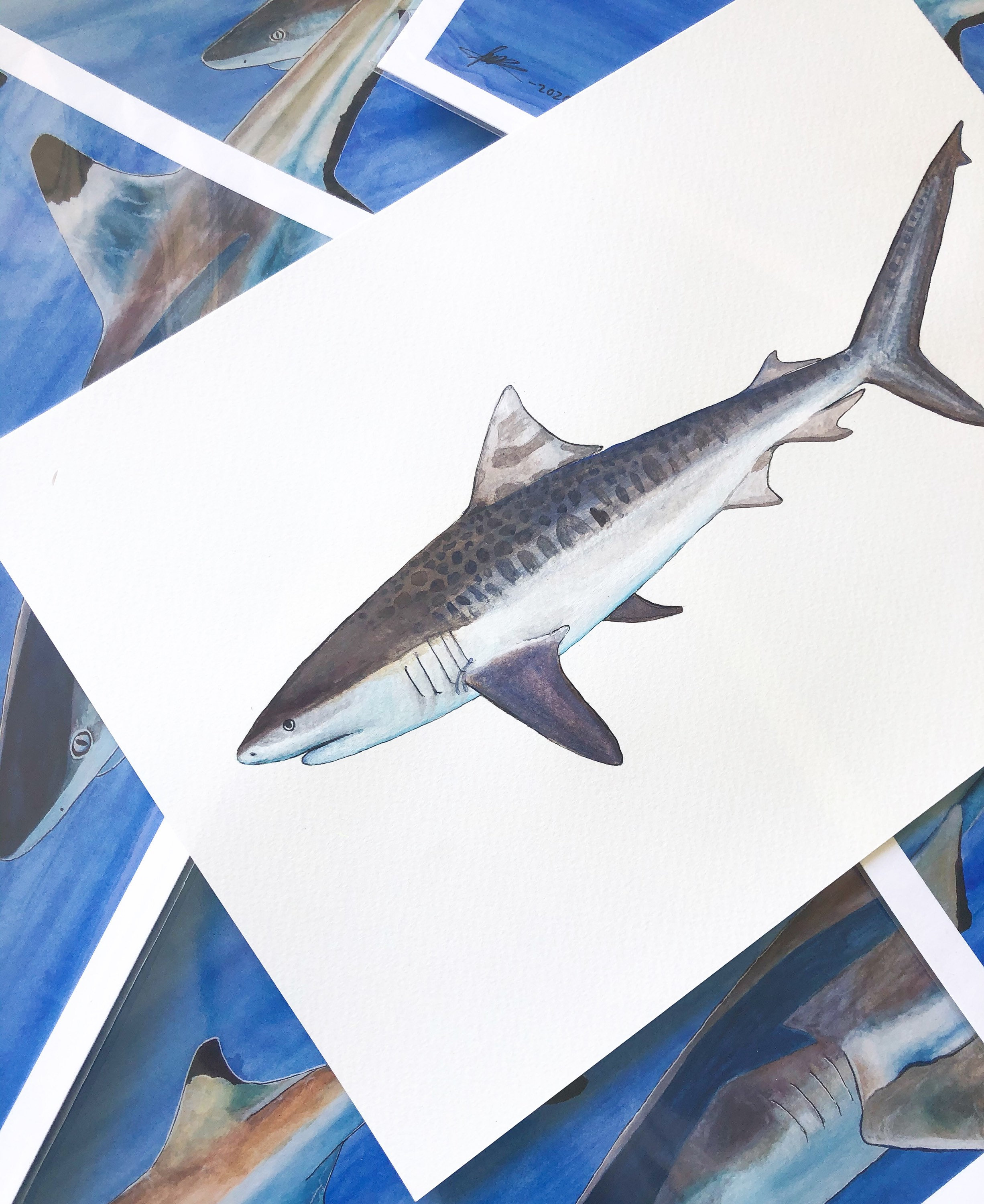 Tiger Shark Art Print - Etsy