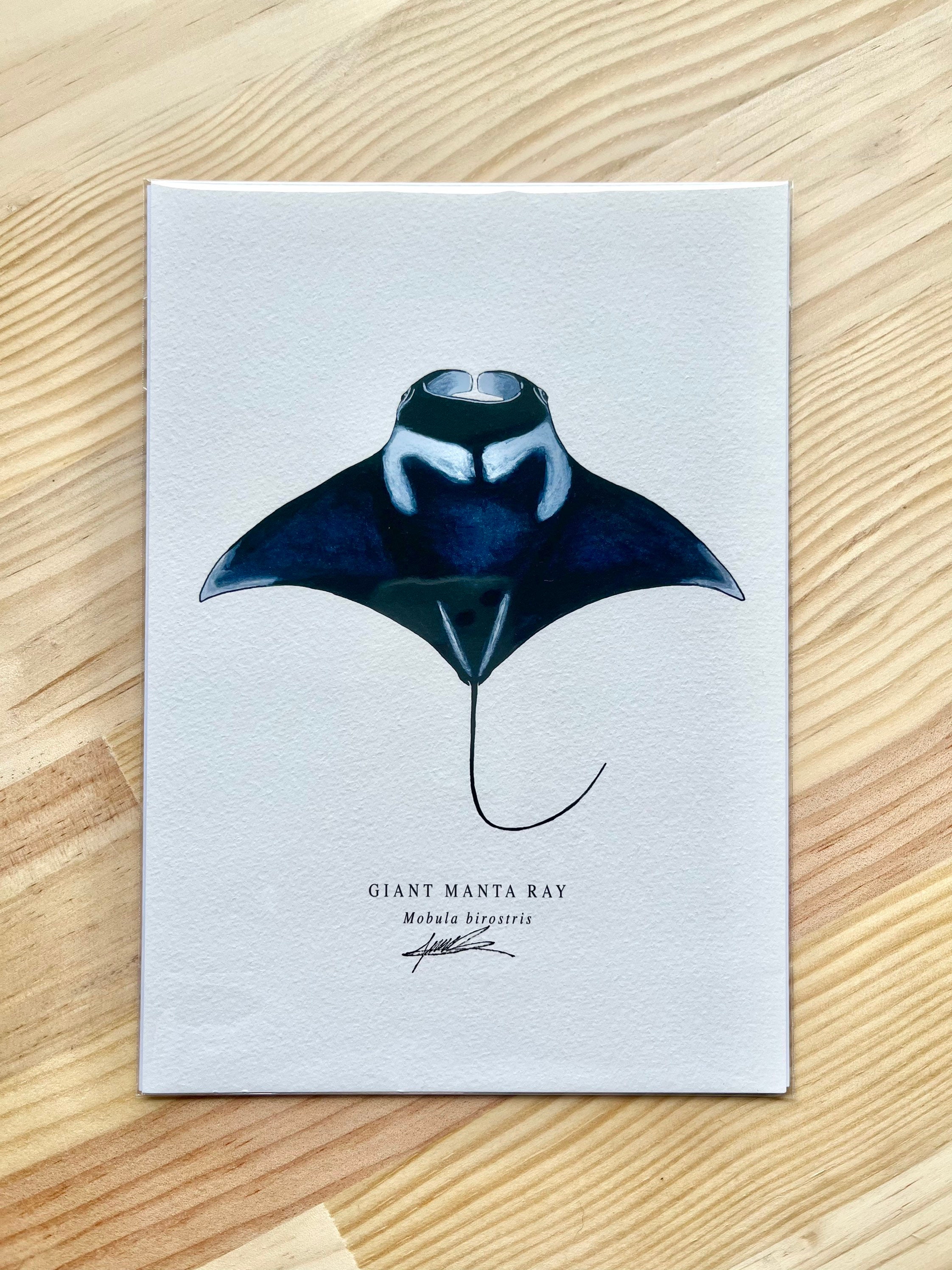 Manta Ray Art Print - Etsy