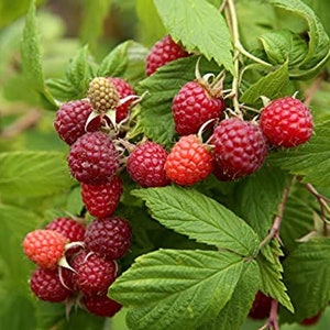 Fruit Plants Raspberry 'malling Juno' 1 X Large Plant in a 2 Litre Pot ...